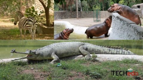 Chhatbir Zoo trip near Chandigarh. Chhatbir Zoo ticket price, Zirakpur Zoo